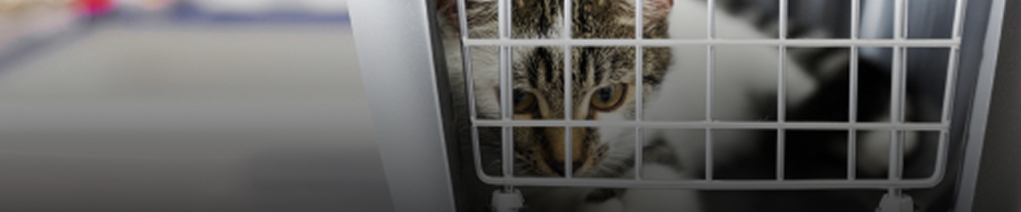 Pets as checked baggage (AVIH)